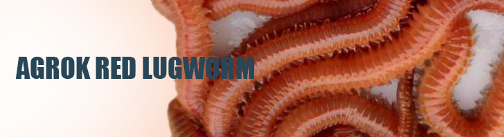 Fresh Living Red Lugworm